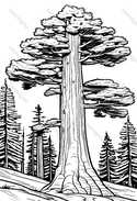 Sequoia Tree | Coloring Pages | Learnigma