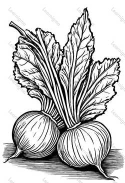 Beets | Coloring Pages | Learnigma