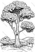 Hawthorn Tree | Coloring Pages | Learnigma