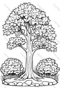Maples Tree | Coloring Pages | Learnigma