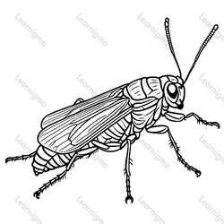 Locust | Coloring Pages | Learnigma
